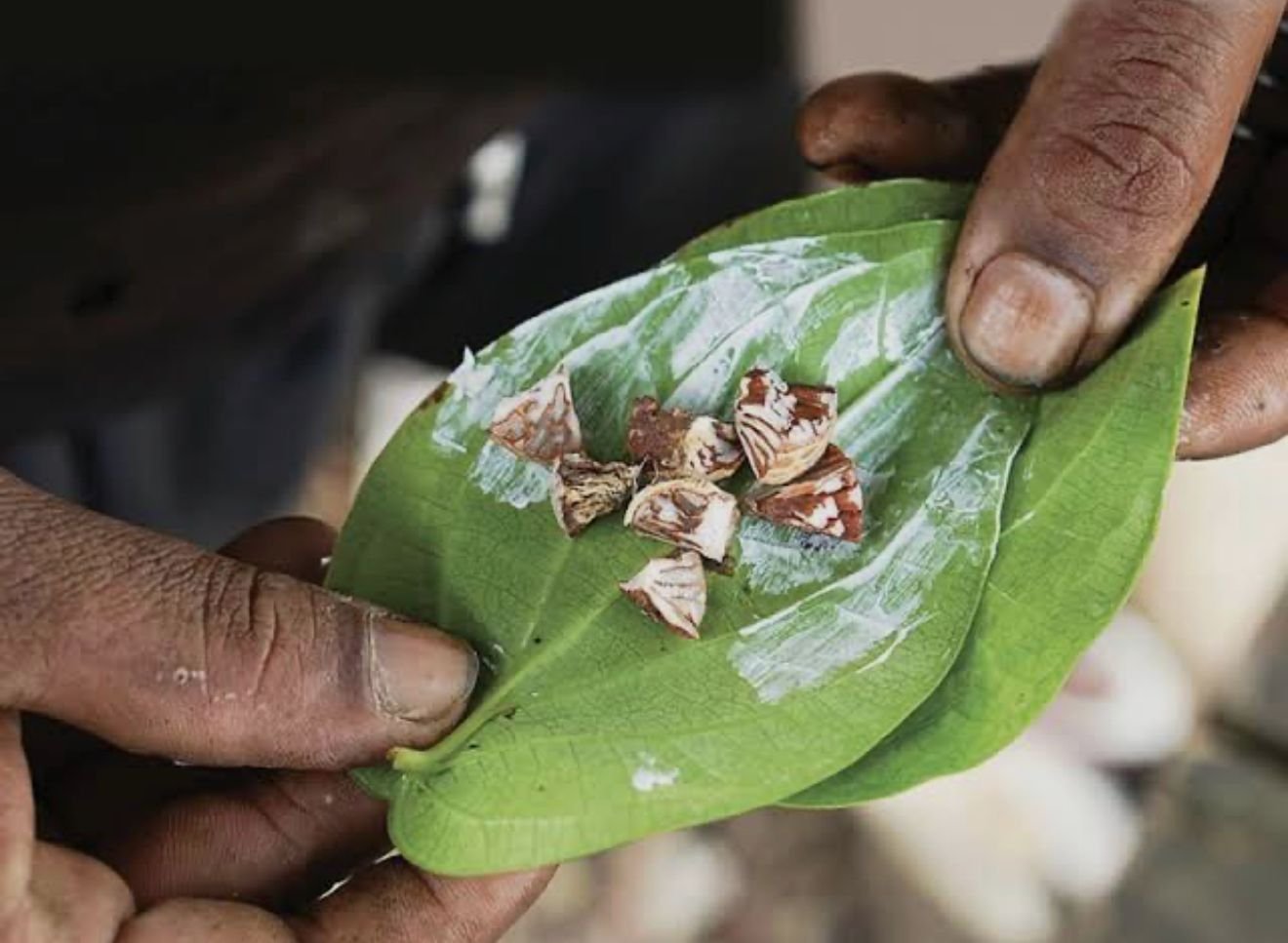 Paan with chalia and tobacco is also cancer-causing, experts say ...